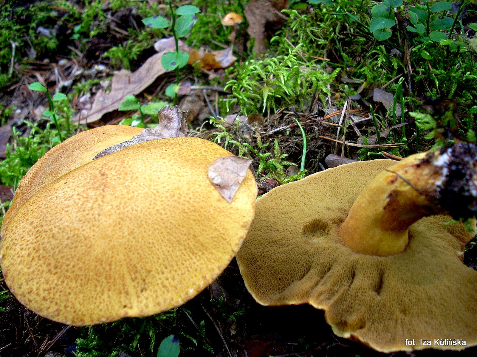 Smaczna Pyza - Sprawdzone przepisy kulinarne: Maślak pstry - bagniak ...