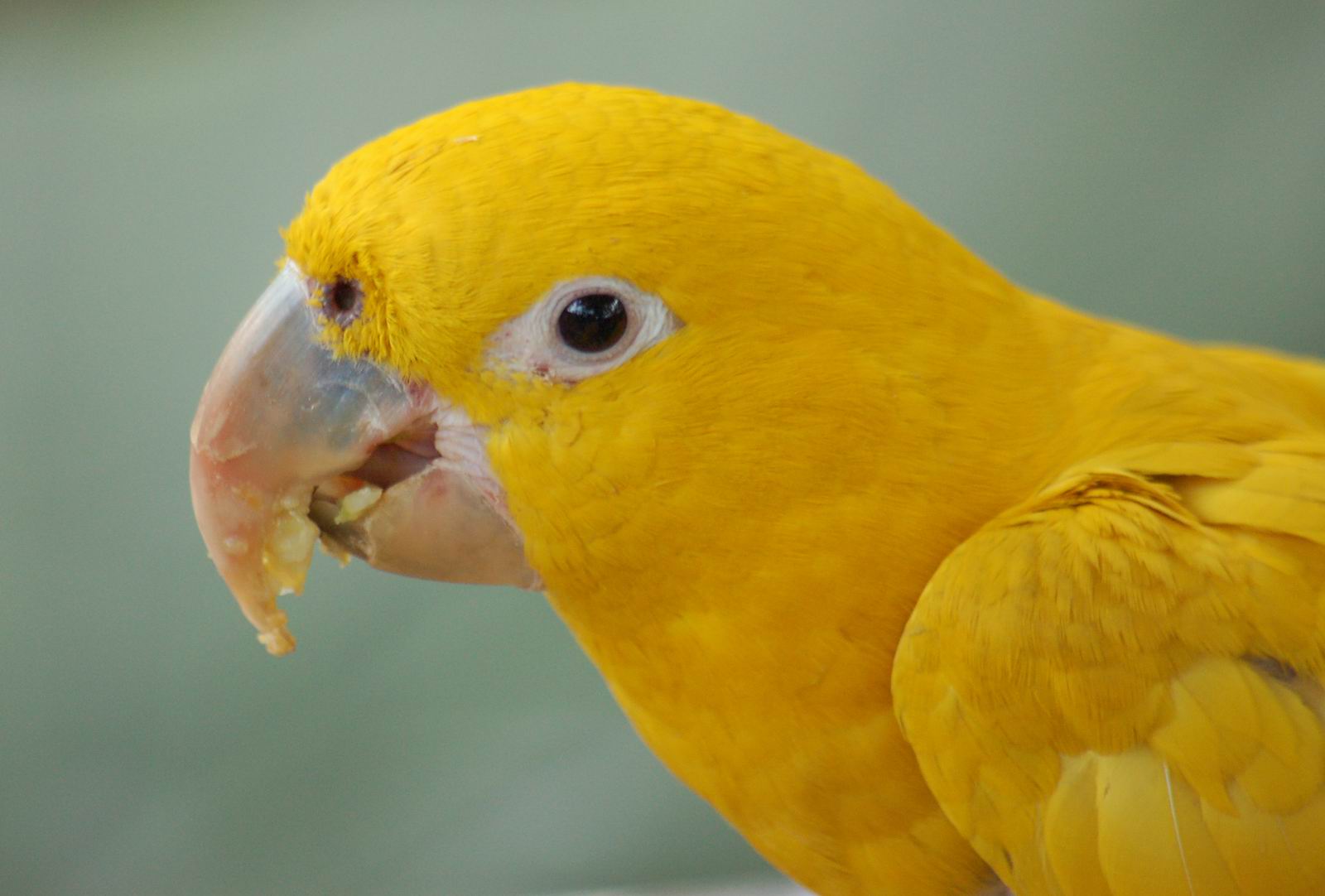 Japan: Golden Conure Parrot Free Wallpapers