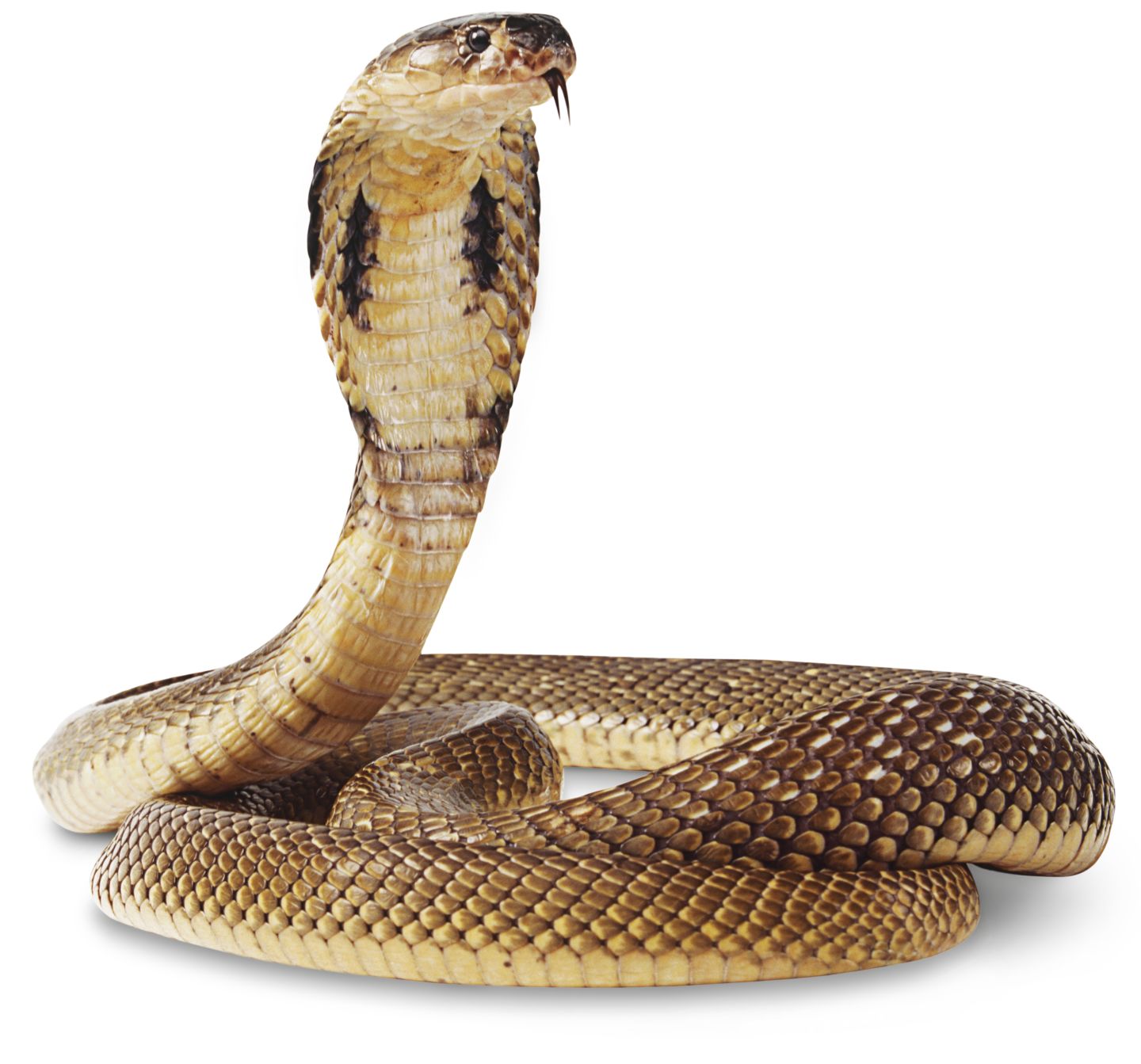 Snakes snakes
