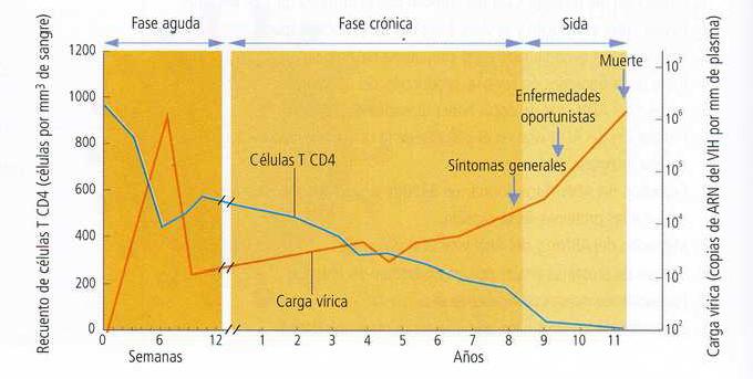 VIH-SIDA. El virus letal: Fases del desarrollo del VIH