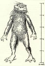 CFZ-USA: KALANORO OF MADAGASCAR