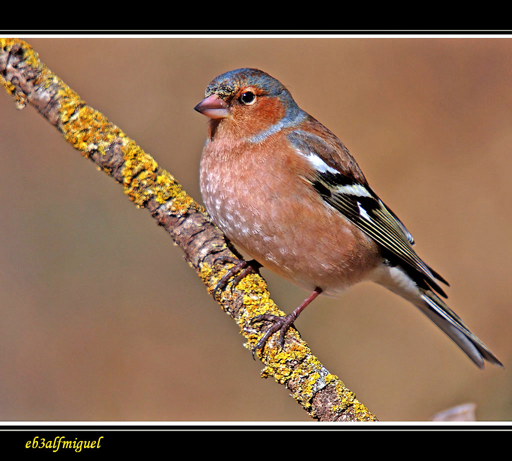 Miguel fotografia: Pinzón vulgar (Fringilla coelebs)