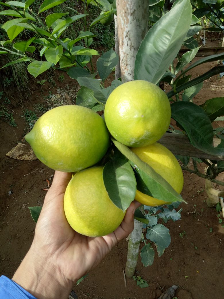 Jeruk Lemon Lokal Dan Impor murah dan berkualitas
