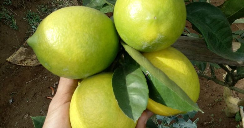 Jeruk Lemon Lokal Dan Impor murah dan berkualitas
