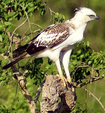 Discover-SriLanka: SRI LANKA - BIRDS [ YALA NATIONAL PARK ]