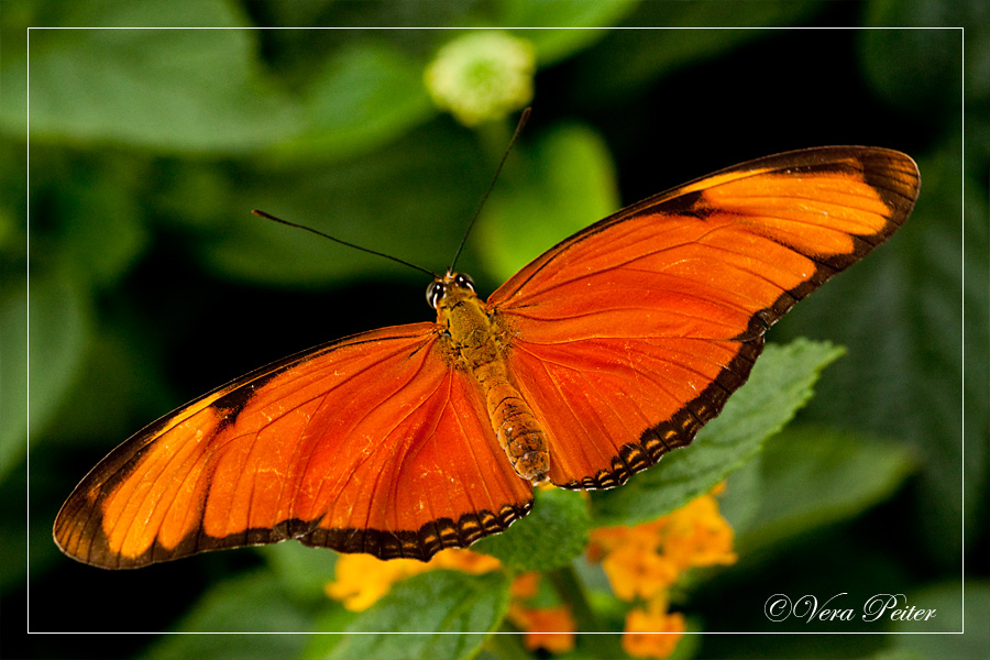 Artifactum ver@bilis Blog: Schmetterlingsgarten von Schloß Sayn