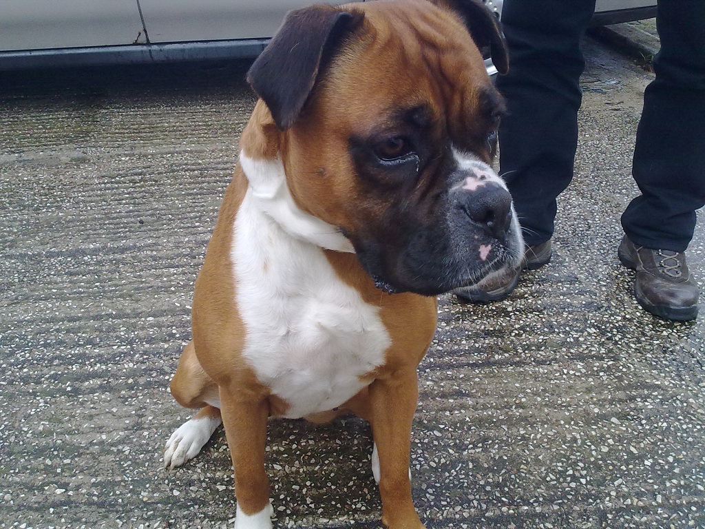 Boxer Rescue Portugal: Meisie - Boxer fêmea esterilizada com 5 anos ...