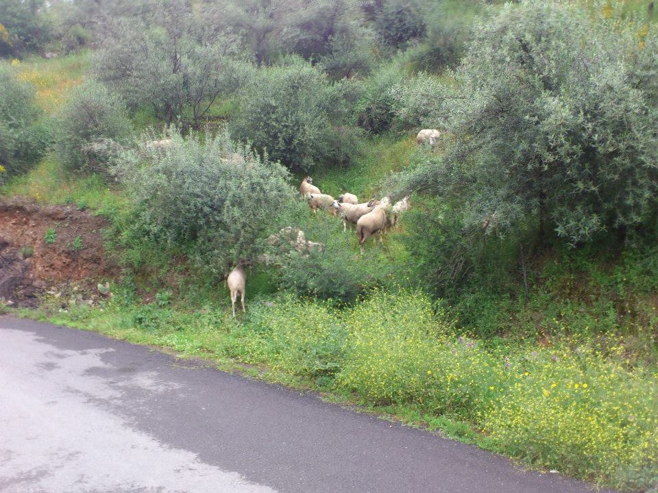 Die Kabylei: Die Impressionen