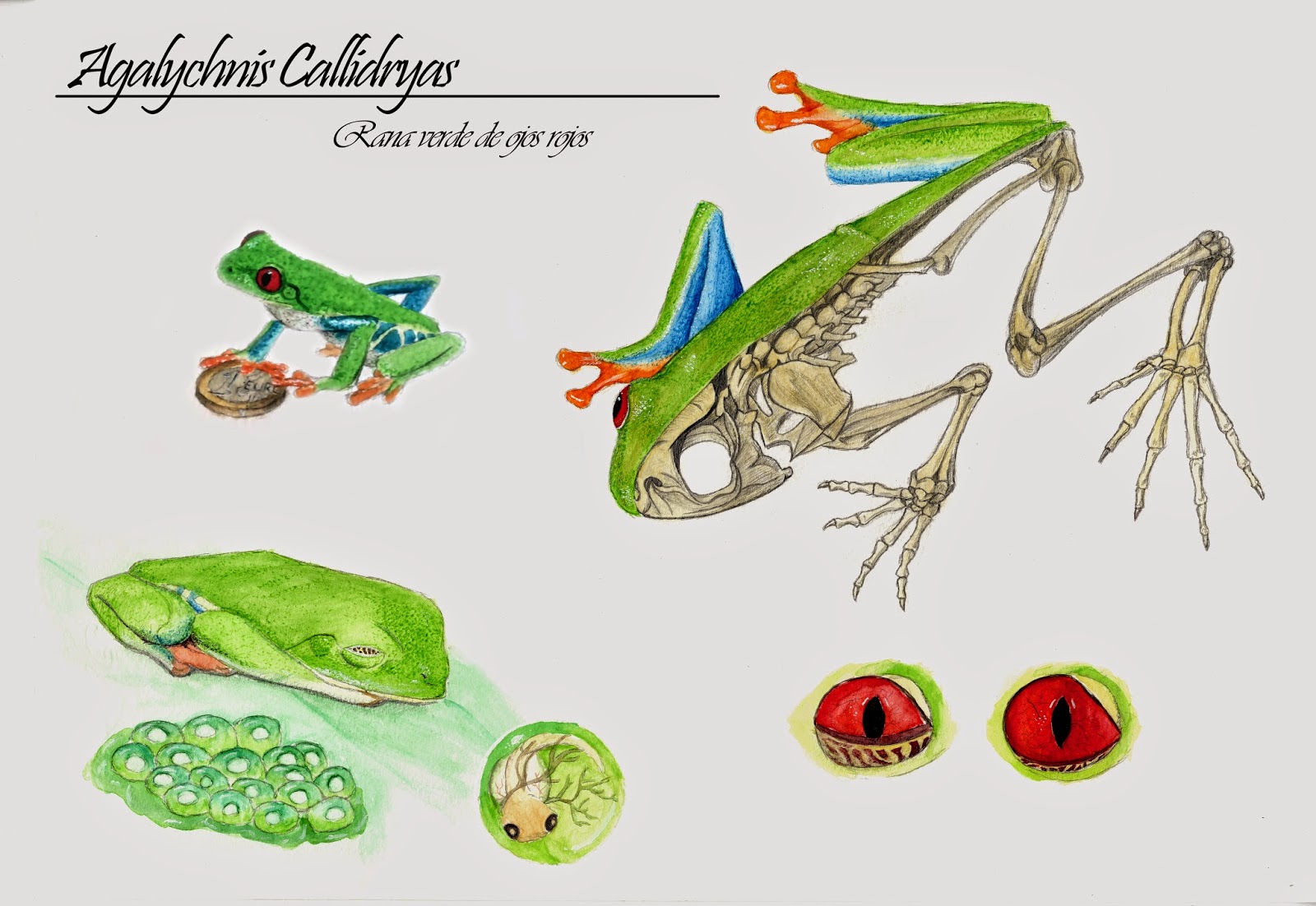 David Olmos Tejedor - "Agalychnis Callidryas" o Rana verde de ojos rojos