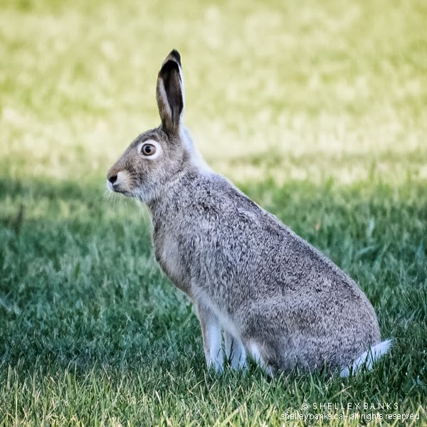 Prairie Nature: White-tailed Jackrabbits - Prairie Hares - Turn White
