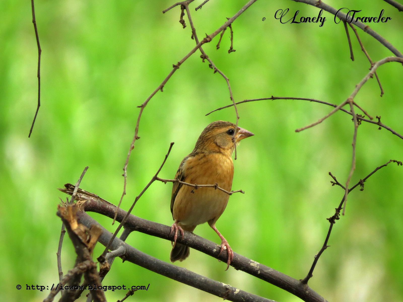 Baya weaver - Ploceus philippinus