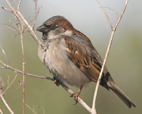 Listen to the birds: The Basic Information About Sparrow