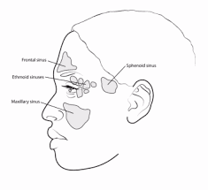 Medical Treatment Pictures-for Better Understanding: Nasal Cavity ...