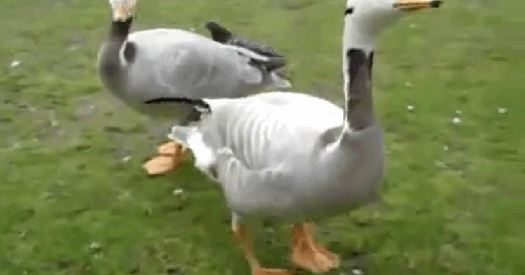 White Wolf : Goose Does A Happy Dance After Getting A Piece Of Bread ...