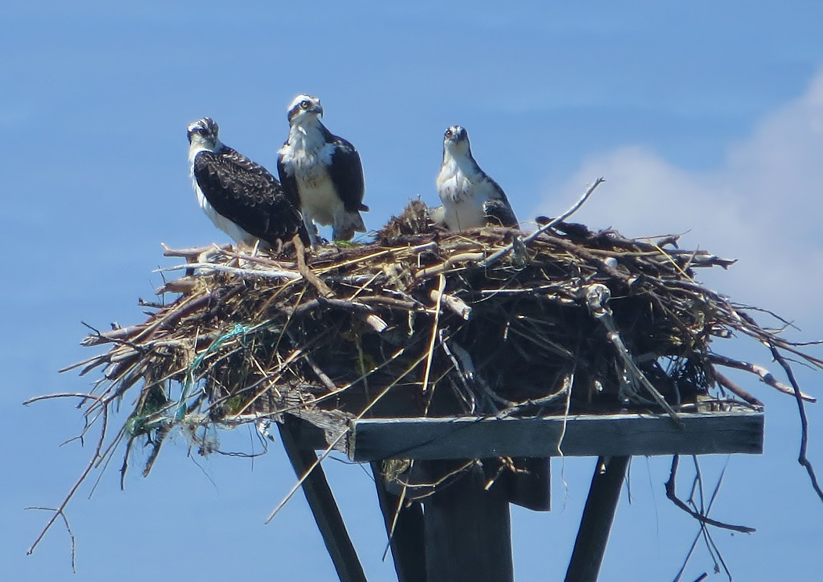 Ospreys landing next to the FDR : r/nyc