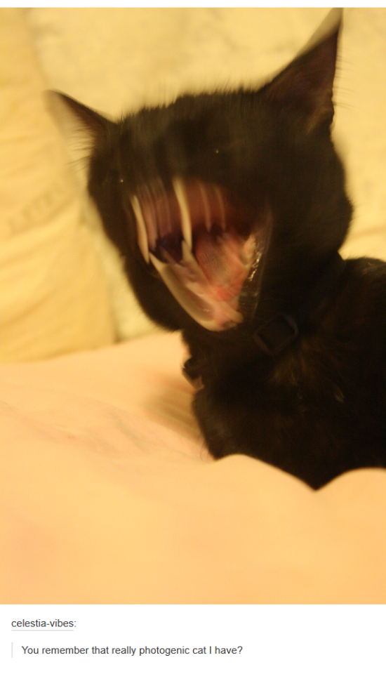 New cat memes compilation 2018