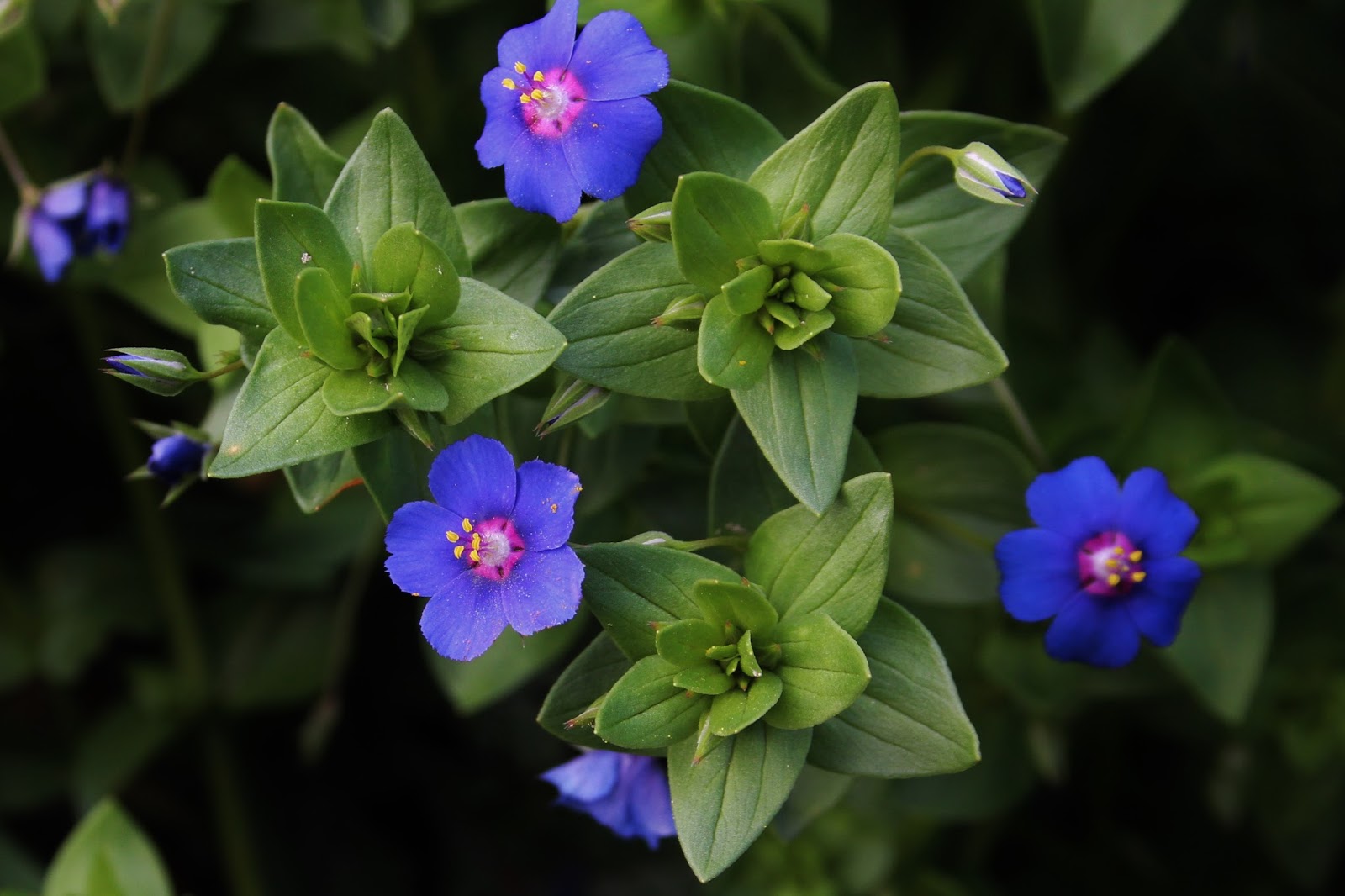 Biodiversity of Cyprus by NGO Protection of the Natural Heritage and ...