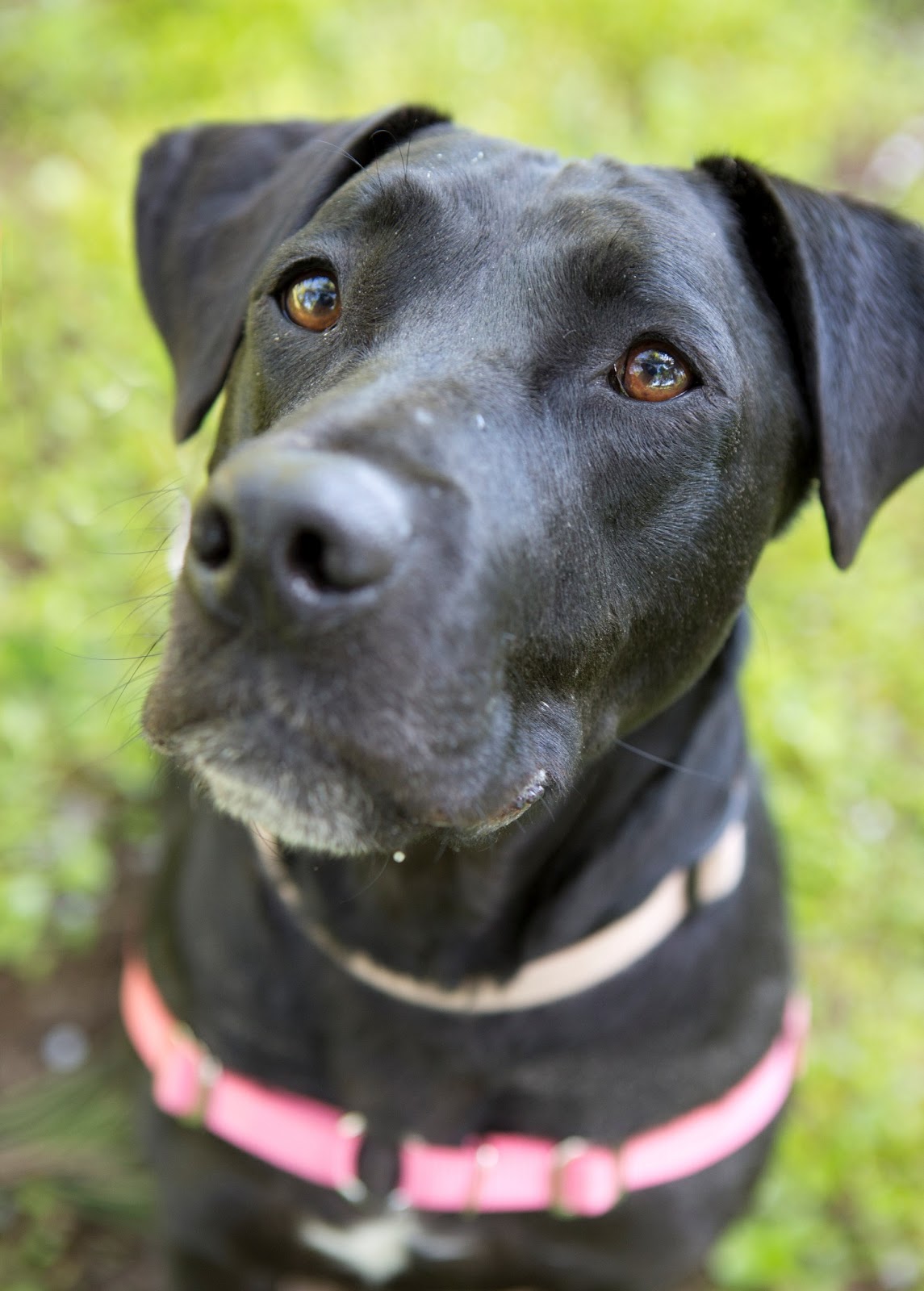 Shelter Dogs of Portland: " CELIA" a short adorable Black Lab type mix