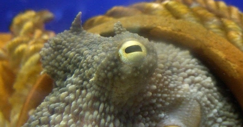 Writing About Writing (And Occasionally Some Writing): Cephalopods ...