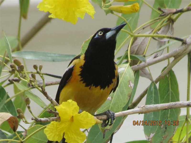 Viewing nature with Eileen: Troupial, Curacao's National Bird