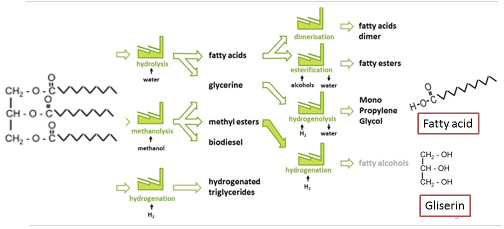 INTRODUCTION OLEOCHEMISTRY