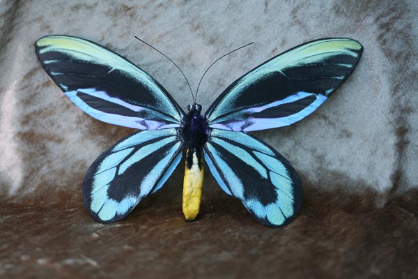 Totul despre fluturi: Ornithoptera Alexandrae