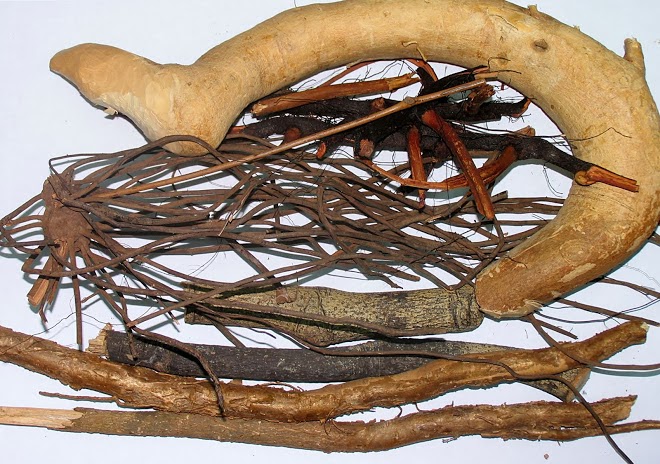 tanaman herba tempatan: Penggunaan Akar Kayu Sebagai Bahan Perubatan