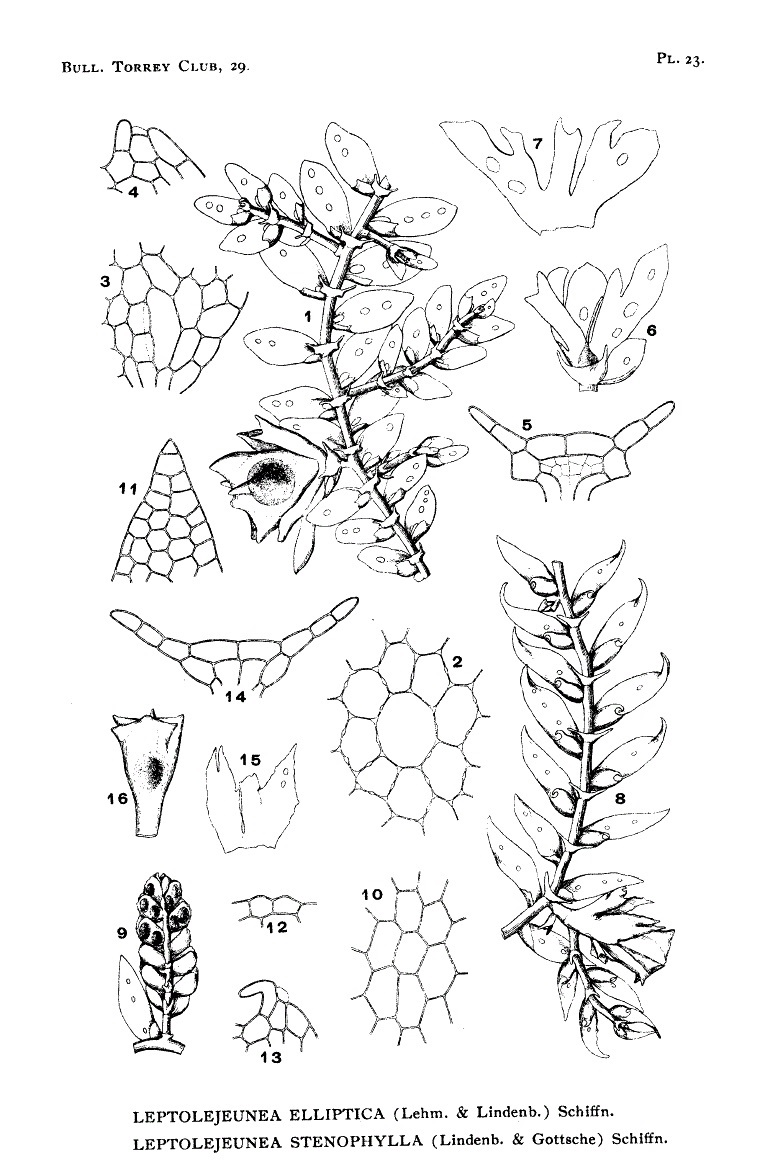 Flora de Puerto Rico Ilustrada Papo Vives: HEPÁTICA LOBADAS LEJEUNACEAE ...
