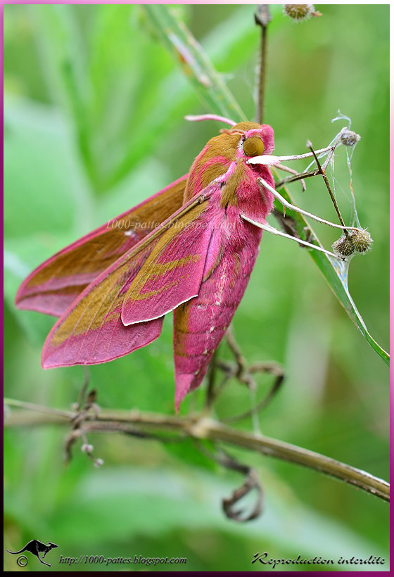 WILDLIFE GATEWAY: Le Grand Sphinx de la Vigne - Deilephila elpenor
