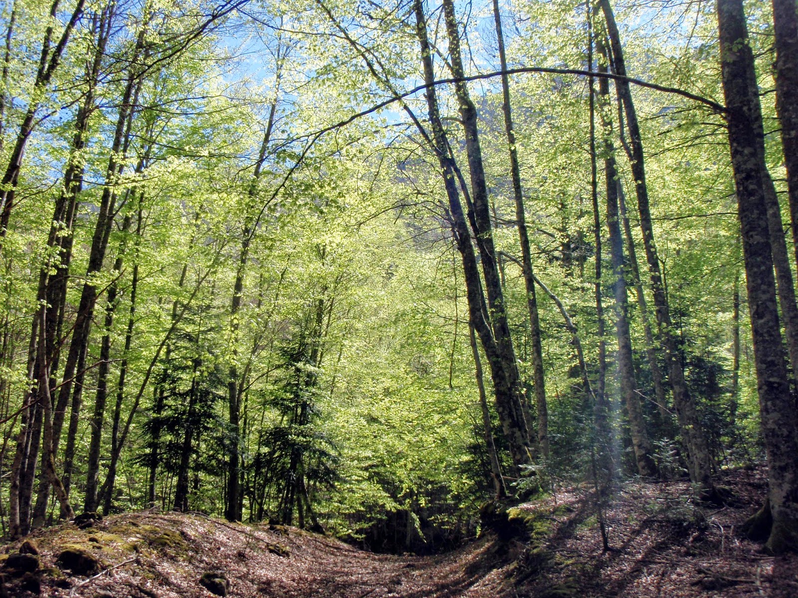 El bosque virgen de Aztaparreta