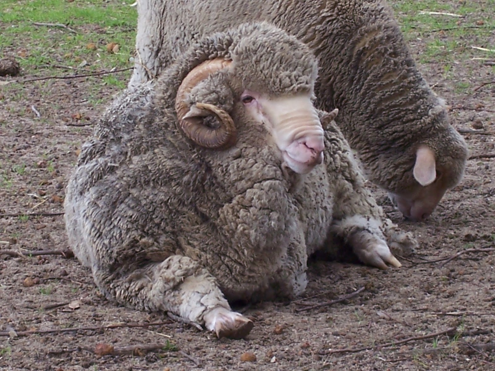Pretending to Farm: The Art of Raising Orphaned Lambs