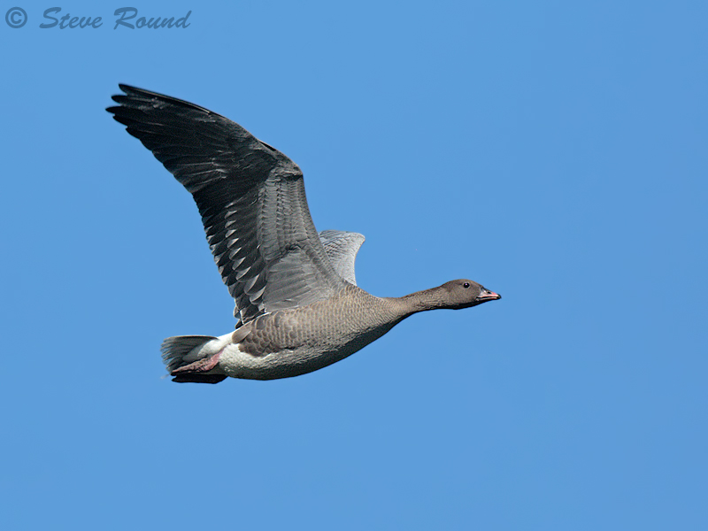 Steve Round Wildlife Photography: Pink-footed Geese