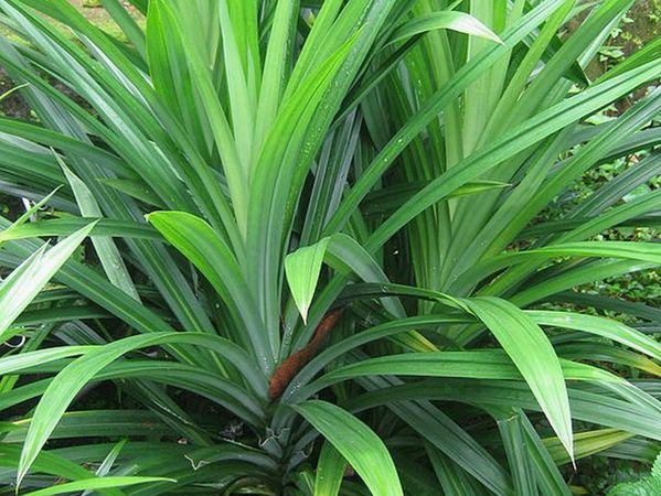 Lá Dứa: Công dụng và cách dùng ~ THẢO MỘC TẠO MÀU THỰC PHẨM TỰ NHIÊN