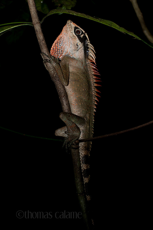 Species New to Science: [Herpetology • 2006] Acanthosaura nataliae • A ...