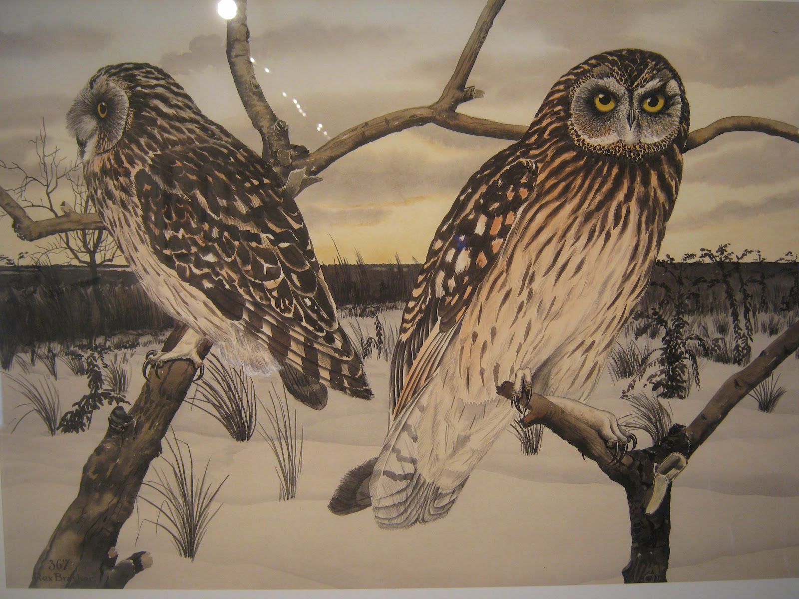 AvesInArt: Rex Brasher, Connecticut's 20th Century Bird Artist