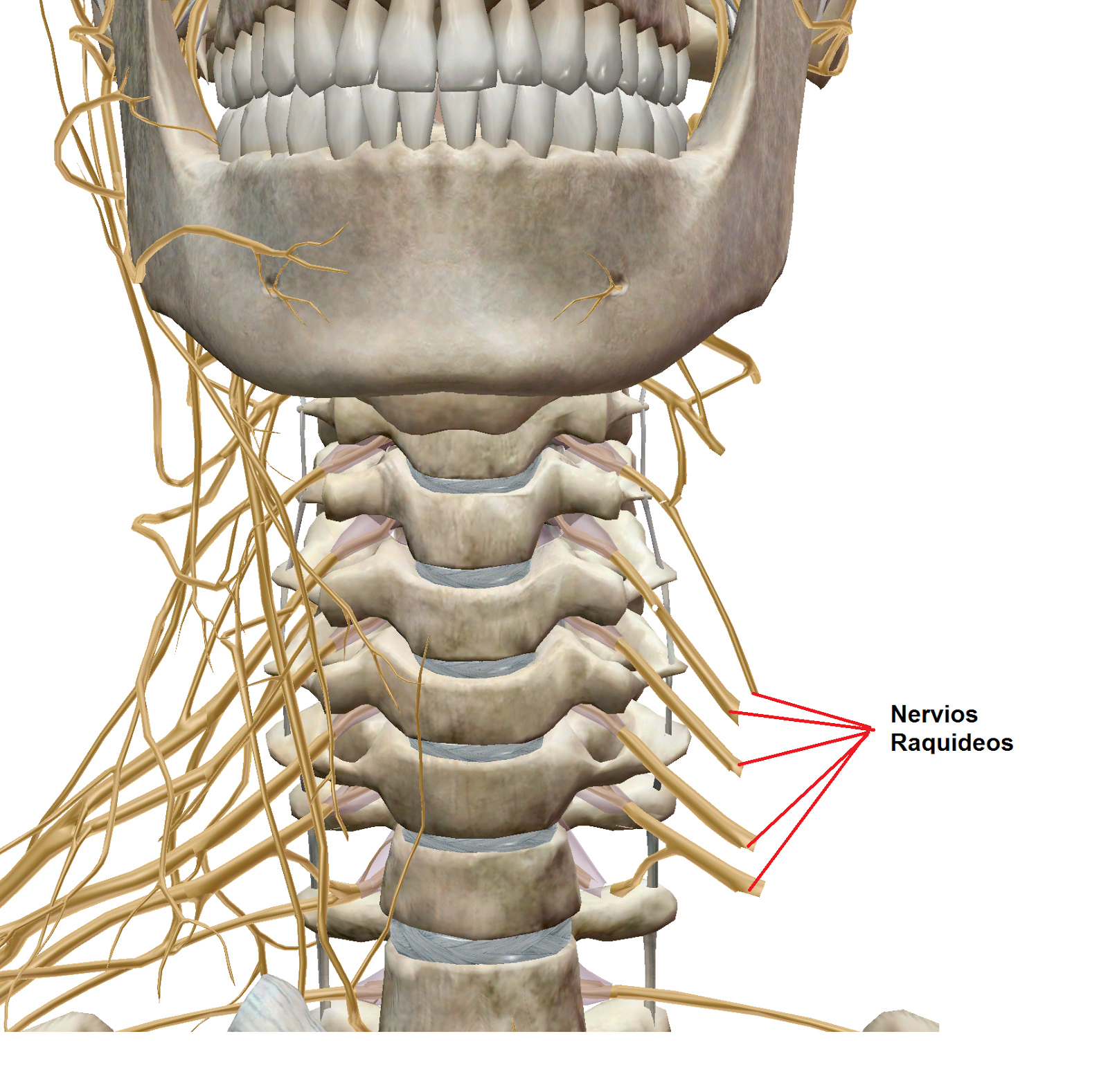 ¿ POR QUE NOS OCURRE?: ARTROSIS CERVICAL