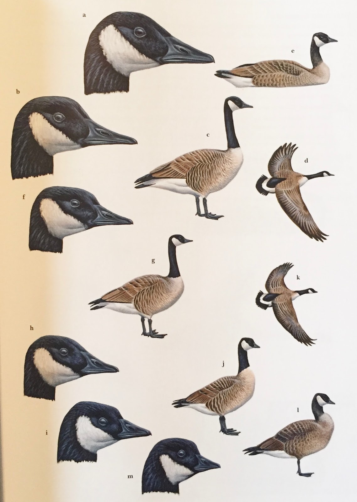 Arcticory...: WATERFOWL OF NORTH AMERICA, EUROPE, AND ASIA: AN ...
