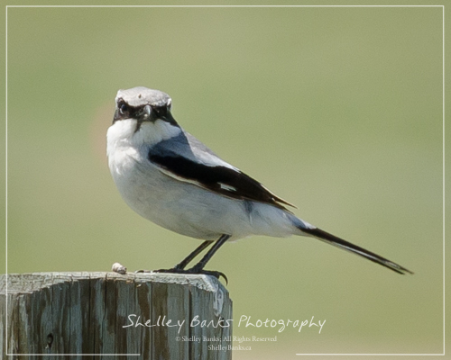 Prairie Nature: Loggerhead Shrike in Grasslands National Park