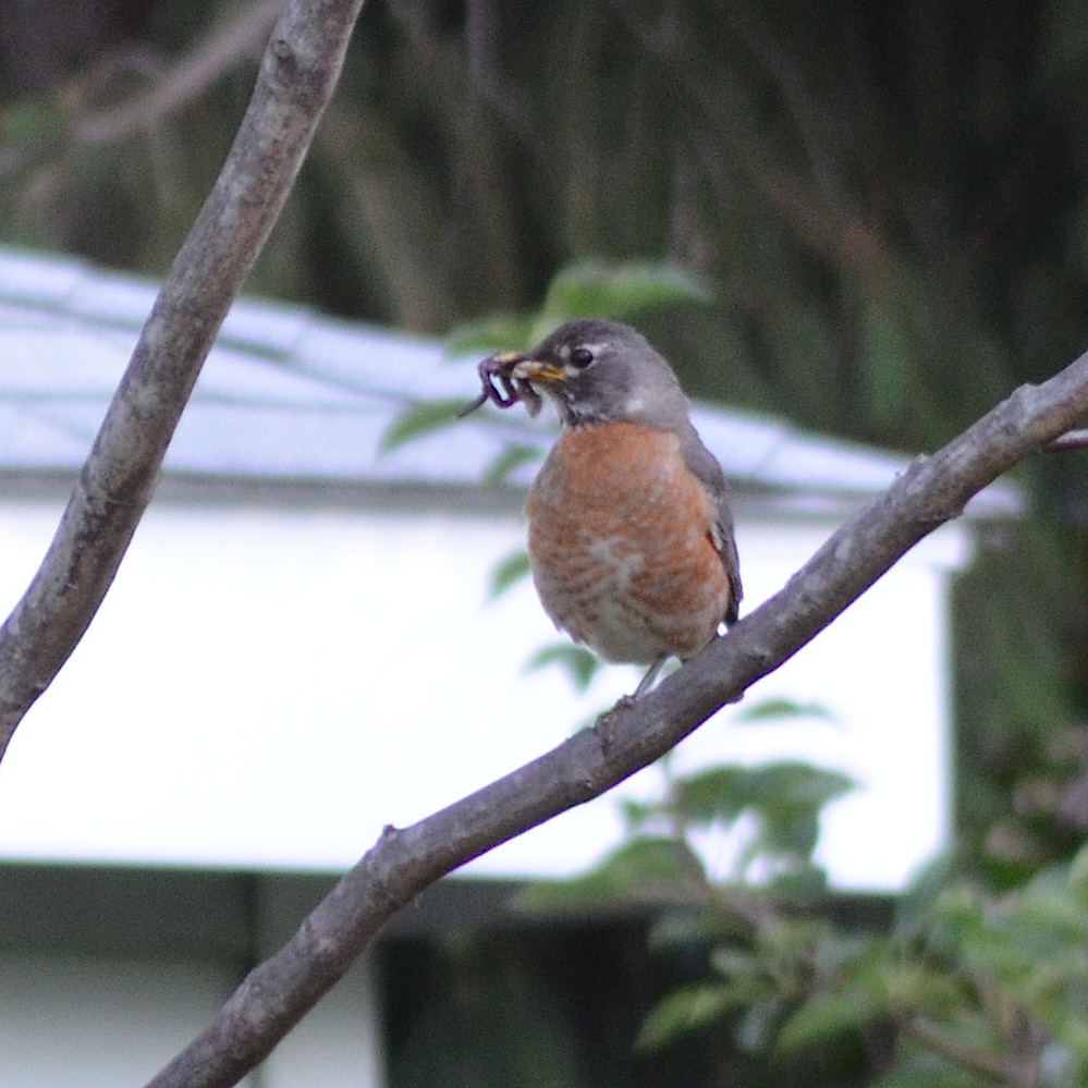Wild Newton: American Robin: A Close Encounter