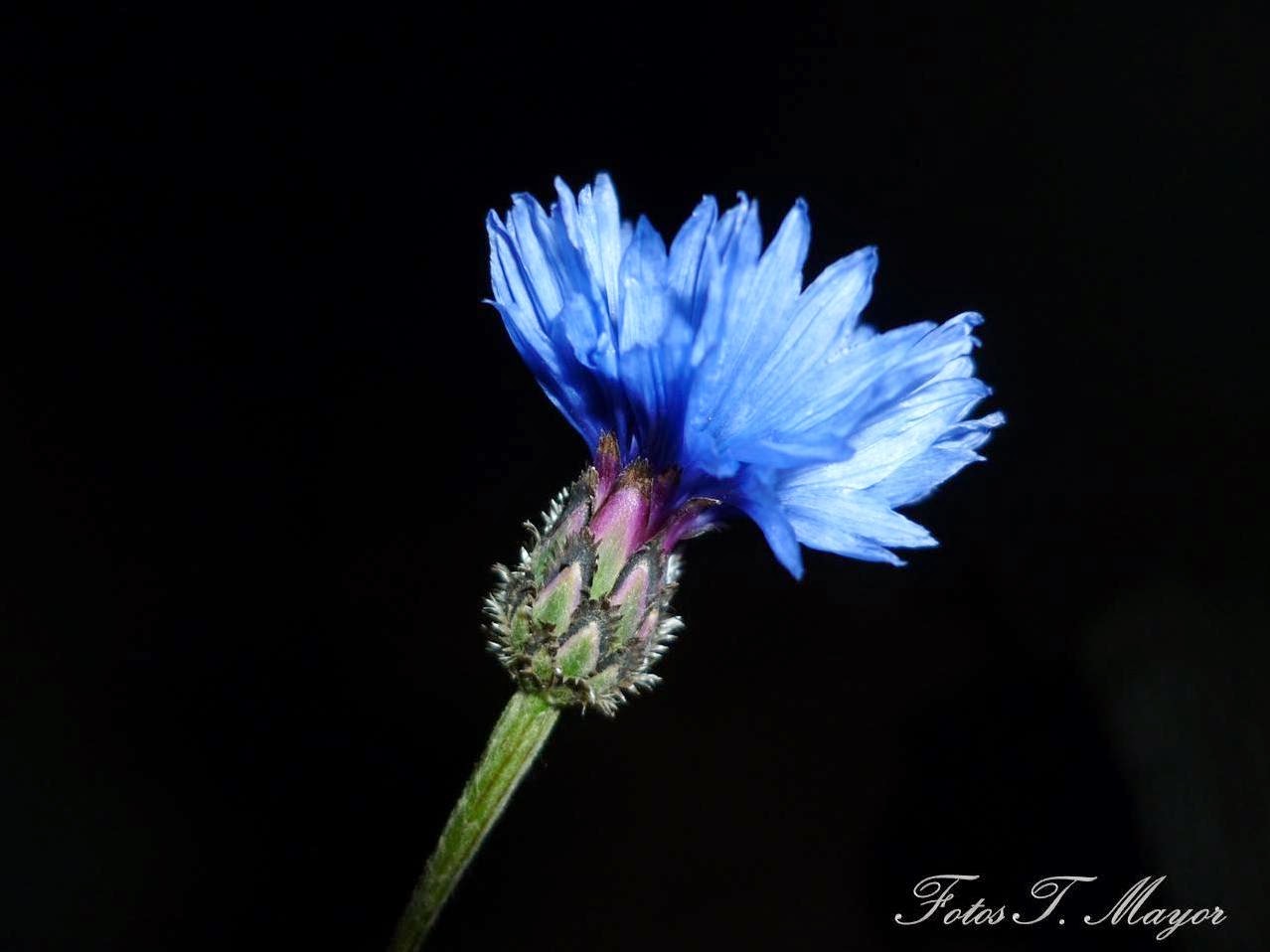 Flores y plantas silvestres: " Centaurea cyanus ". Aciano, Azulejo ...