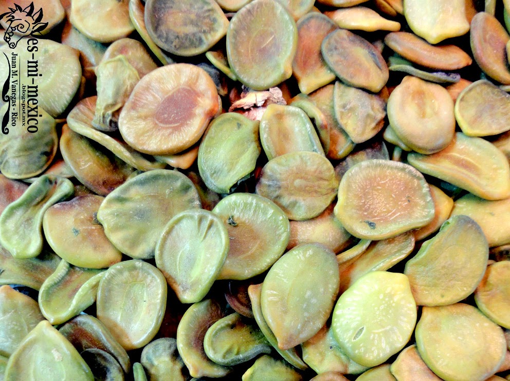 Folklore de México: Los "guajes" Leucaena spp