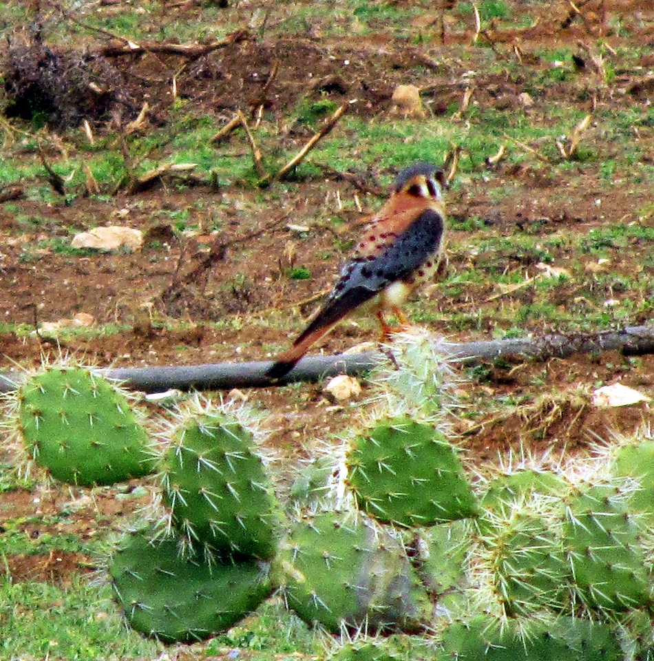 Hiking Curaçao - Flora and Fauna: Kinikini