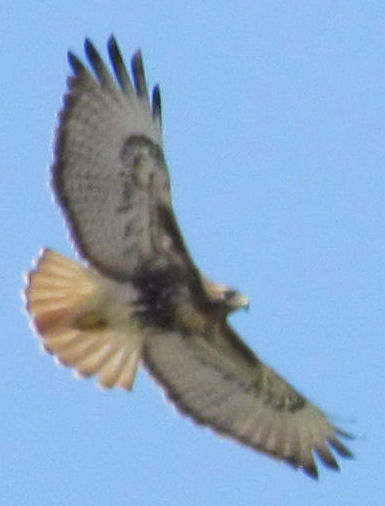 Foto Blog Puerto Rico: Foto de Guaraguao (Red-Tailed Hawk)