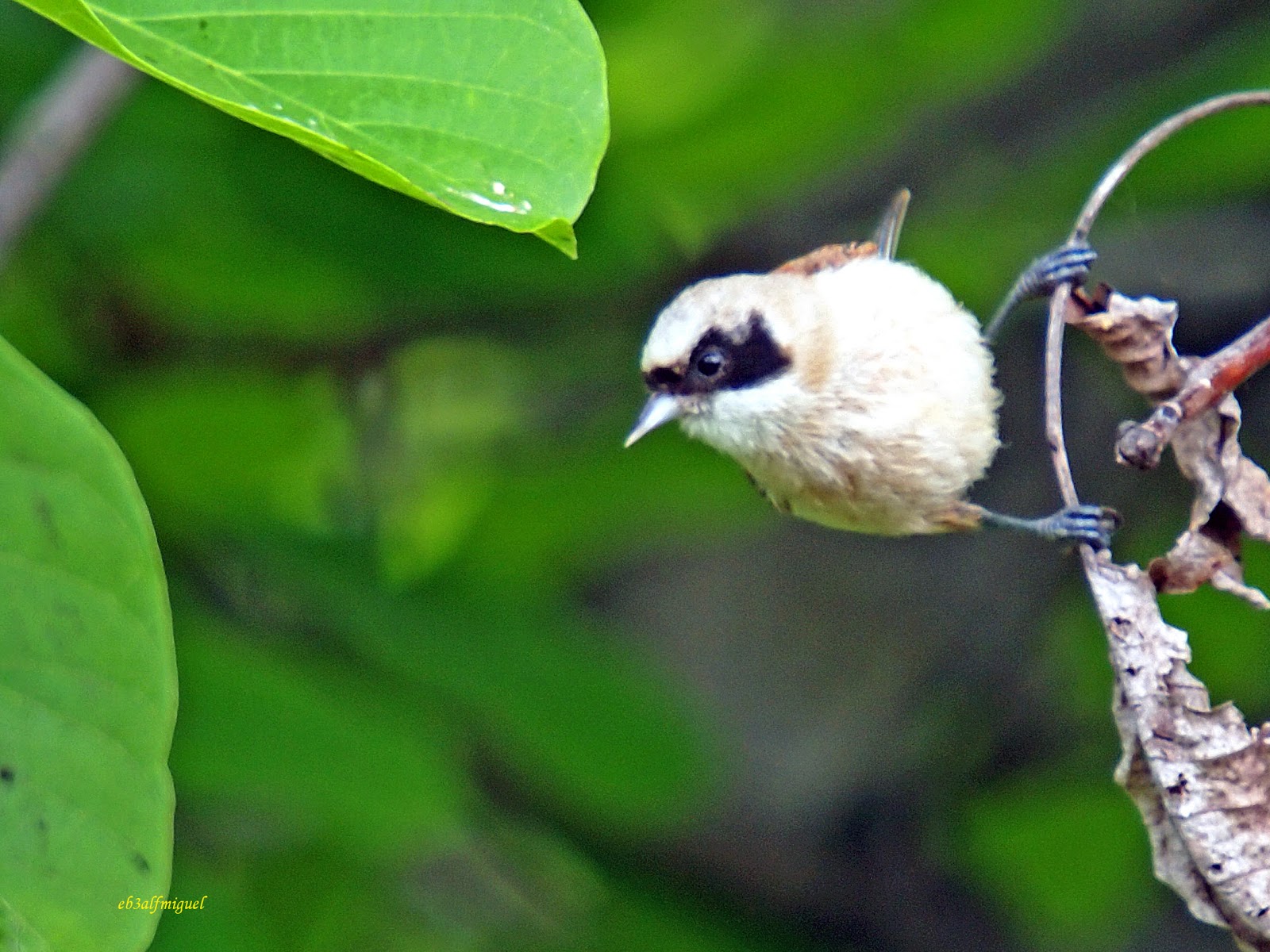 MIS AMIGAS LAS AVES: Pájaro moscón (Remiz pendulinus)