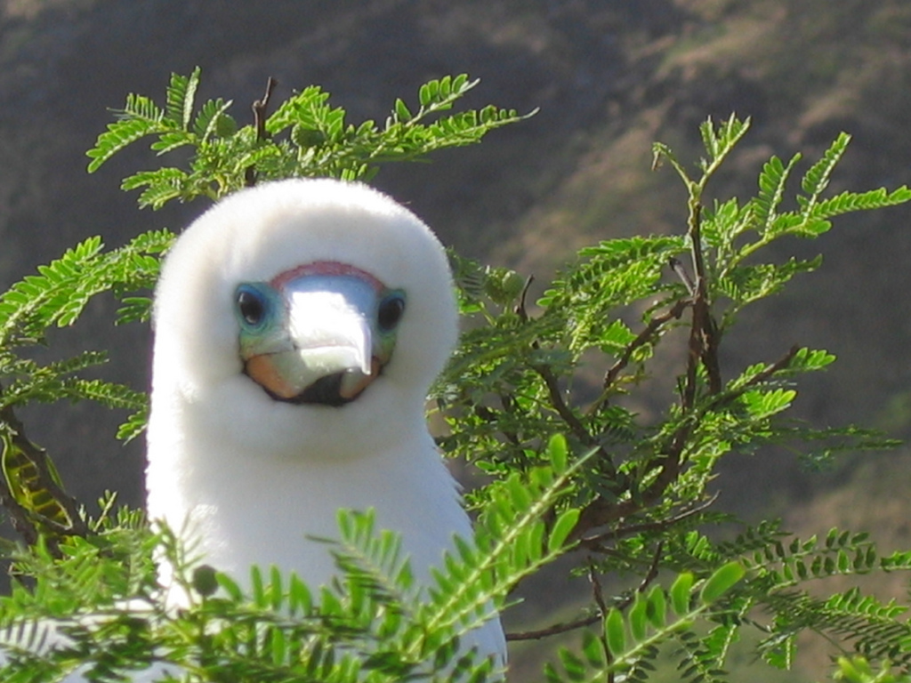 RED FOOTED BOOBY photos - wallpapers | the fun bank