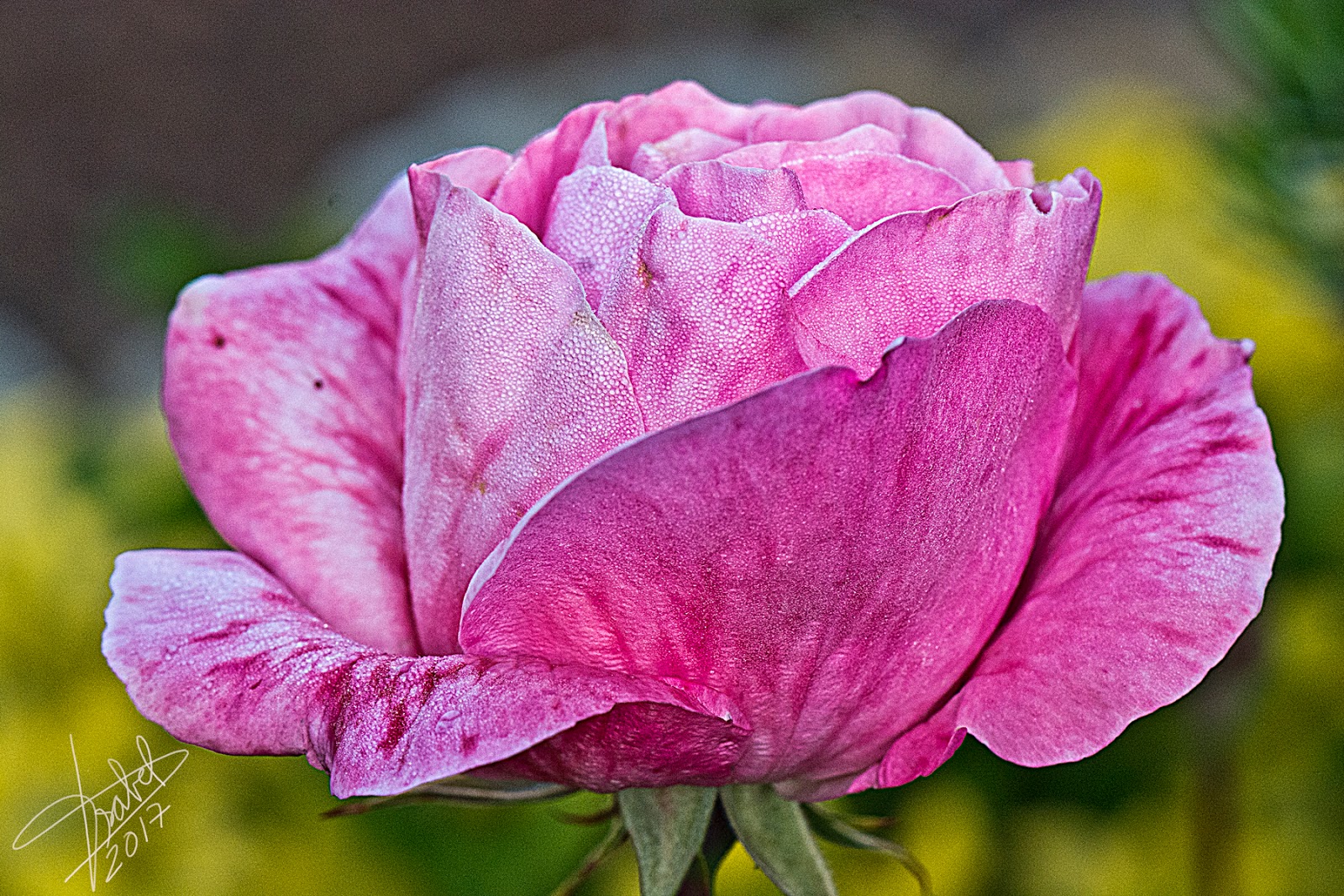 LA MAGIA DE MI JARDIN: EL NOMBRE DE LA ROSA