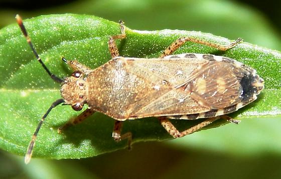 INSECTOS DE P.R. In Memoriam Dr Luis F Martorell y Dr Alain Liogier ,DR ...