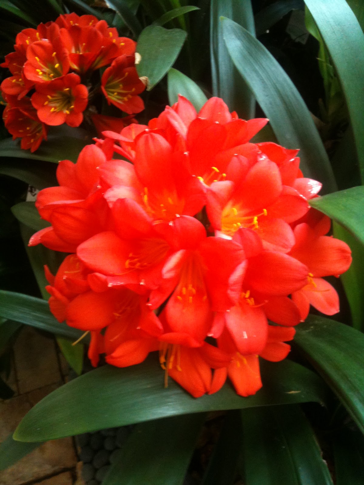 Clivias in Colour, Central Coast, NSW, Australia: Lovely clivia ...