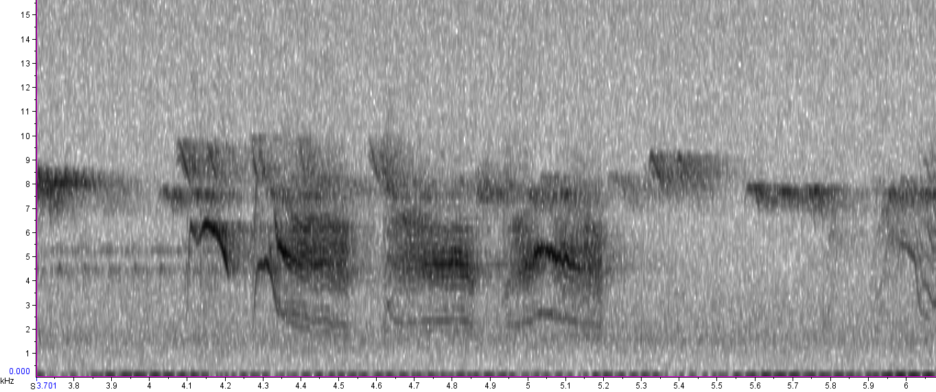 BIRD CALLS and SONGS: Titmice calls