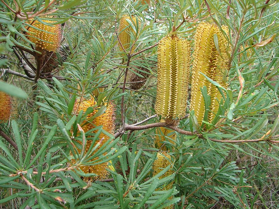 Snap Happy Birding: Australian Native: Banksia